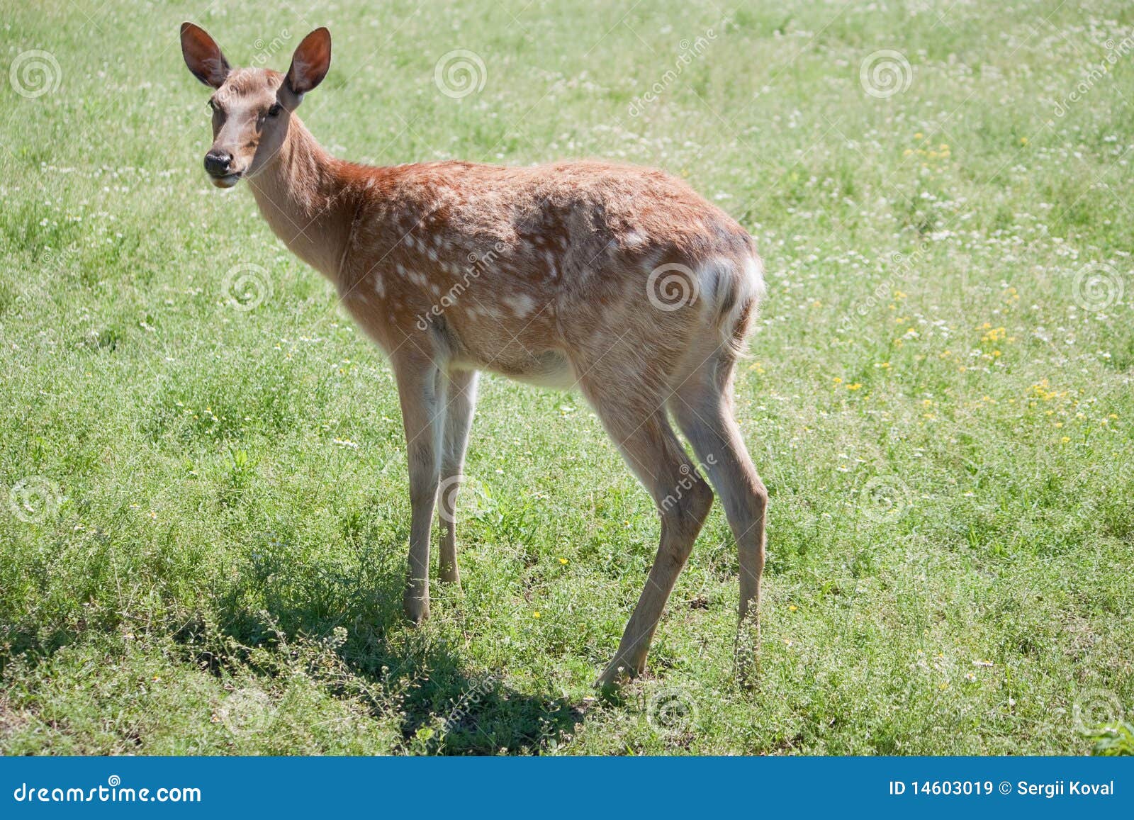 Dappled deer stock image. Image of royal, brocket, park - 14603019