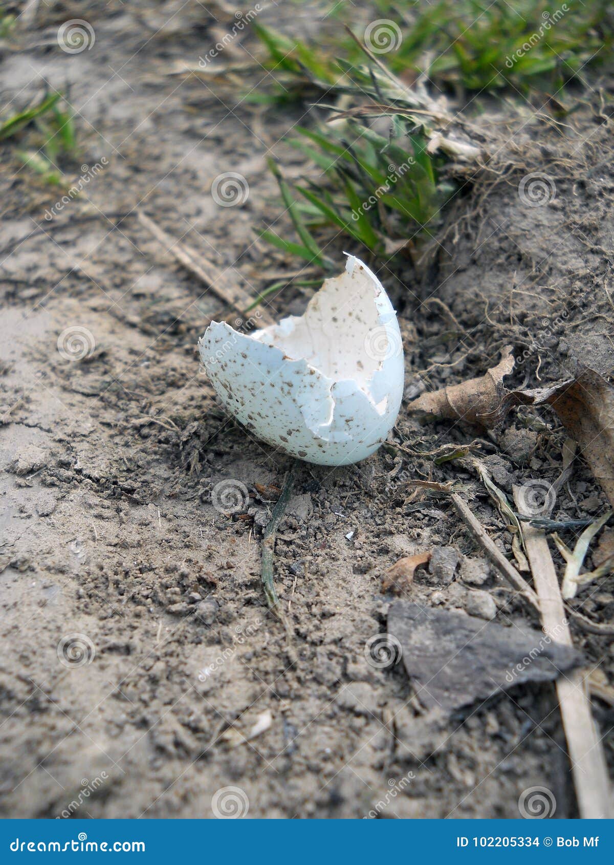 Ground Hatching Egg