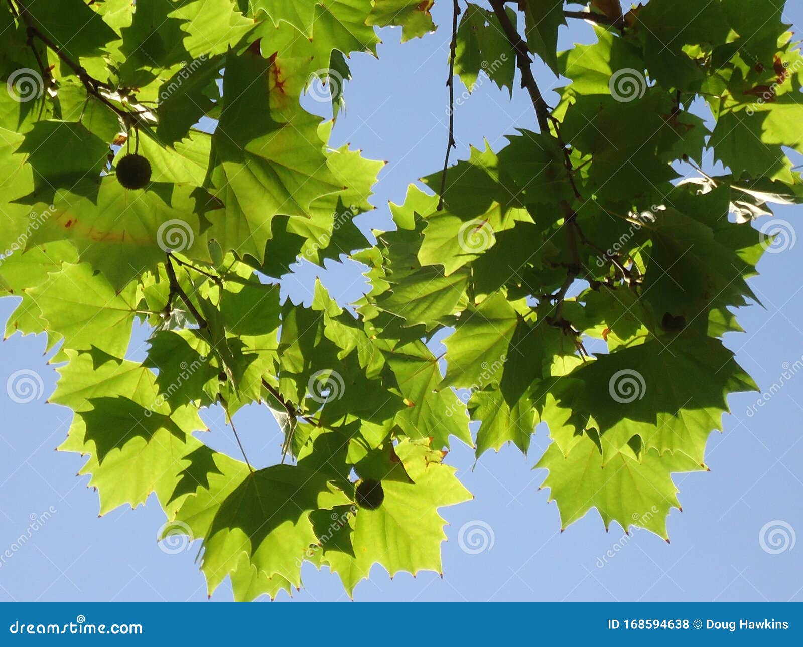 Dappled green leaves stock photo. Image of leaves, green - 168594638