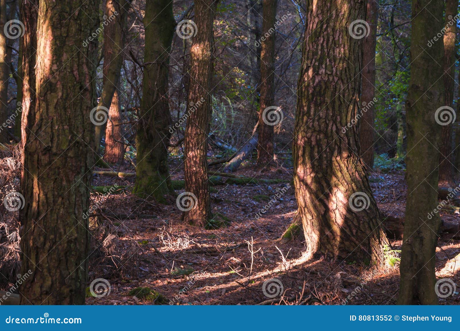 Dappled Light stock photo. Image of tree, autumn, space - 80813552