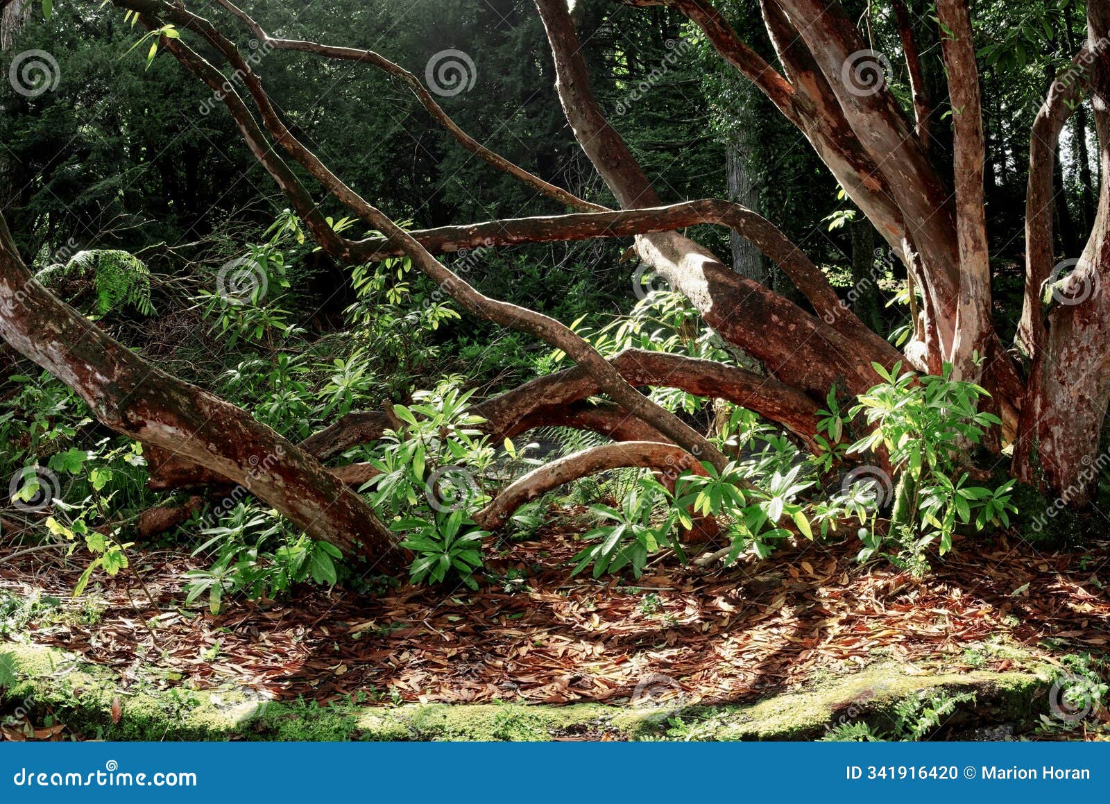 Dappled Shade and Sunlight in Glengarra Woods Stock Photo - Image of ...