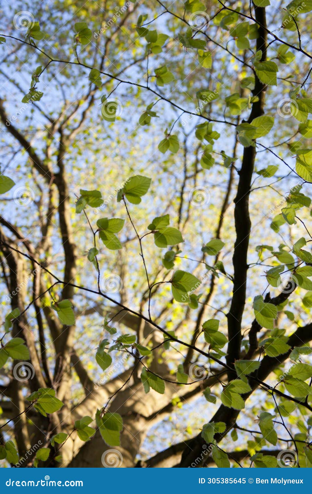 Dappled Sunlight Shinning through the English Countryside Stock Image ...