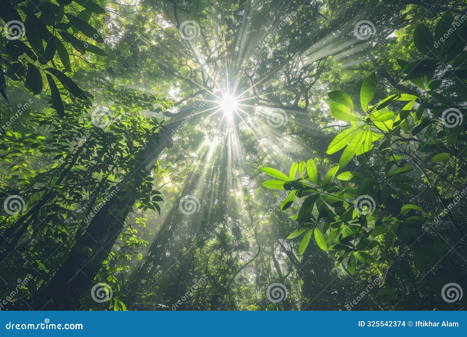Dappled Sunlight Streams through a Thick Canopy of Rainforest Trees ...