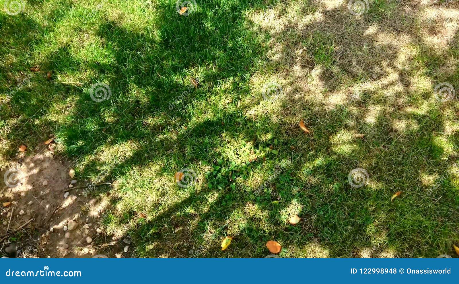 Dappled tree shadows stock footage. Video of grass, footage - 122998948