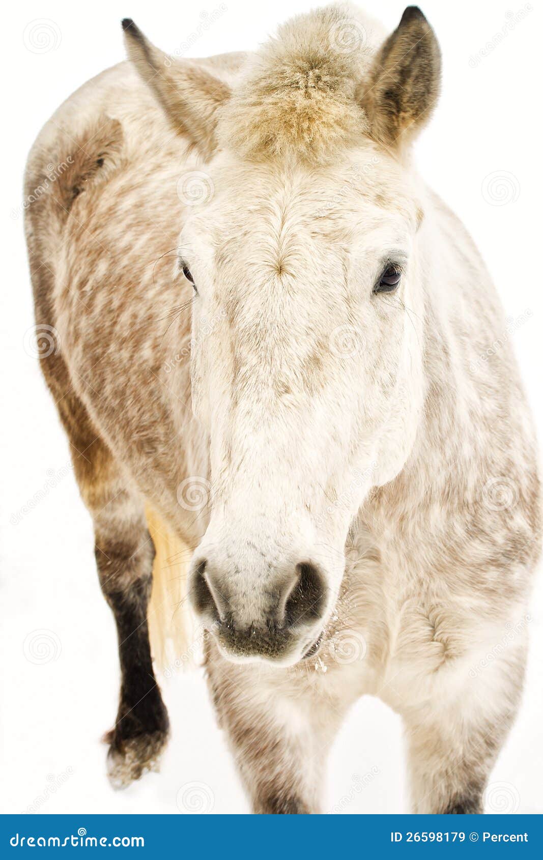 Dappled white horse stock image. Image of purebred, closeup - 26598179