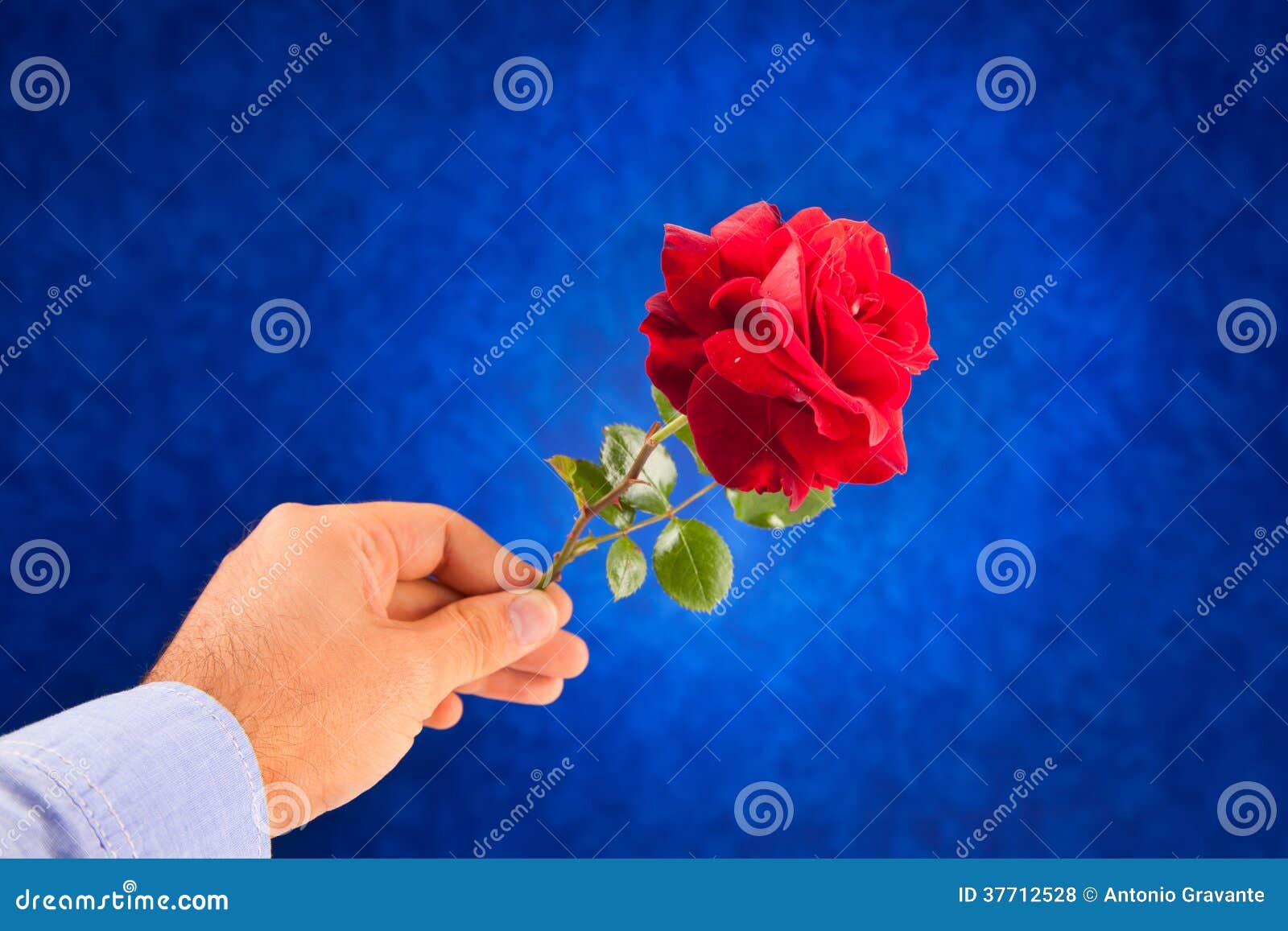 Dare una rosa rossa fotografia stock. Immagine di data - 37712528