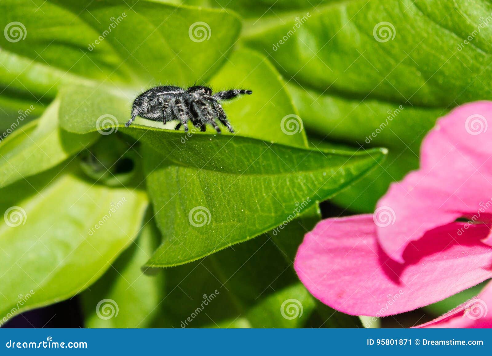 Daring Jumping Spider Pointing Direction Where Its Going. Stock Image ...