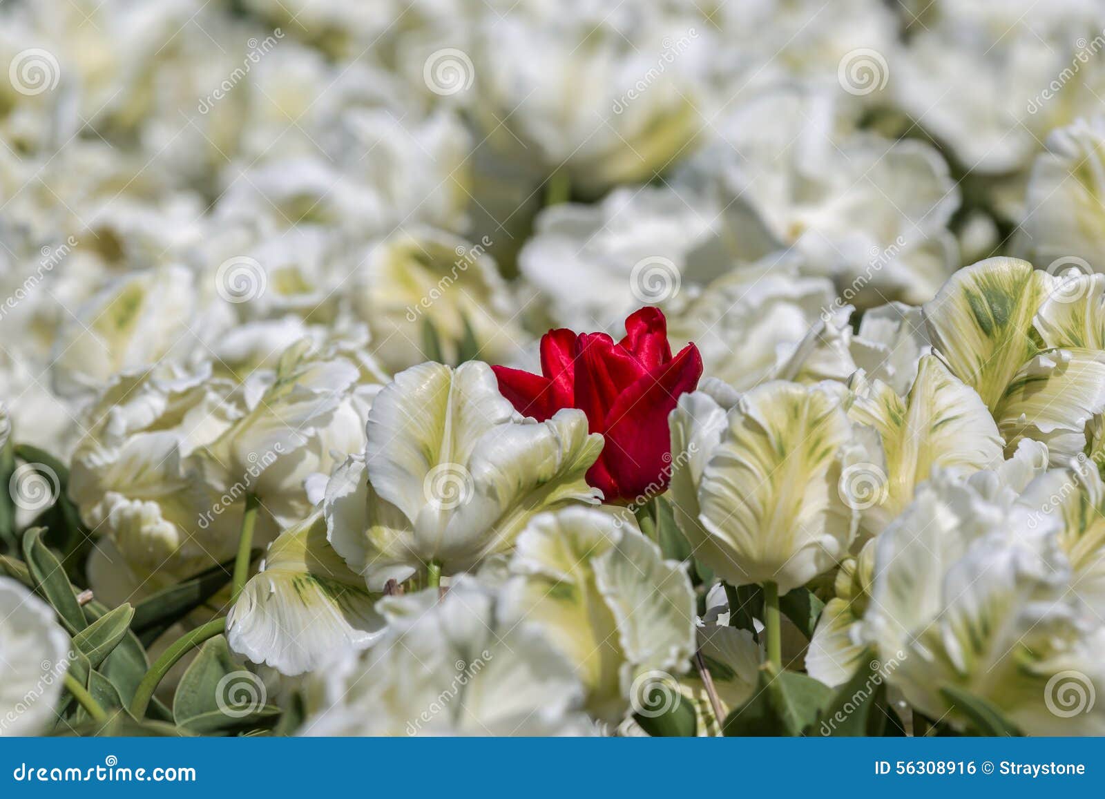 Daring to be different stock photo. Image of field, single - 56308916