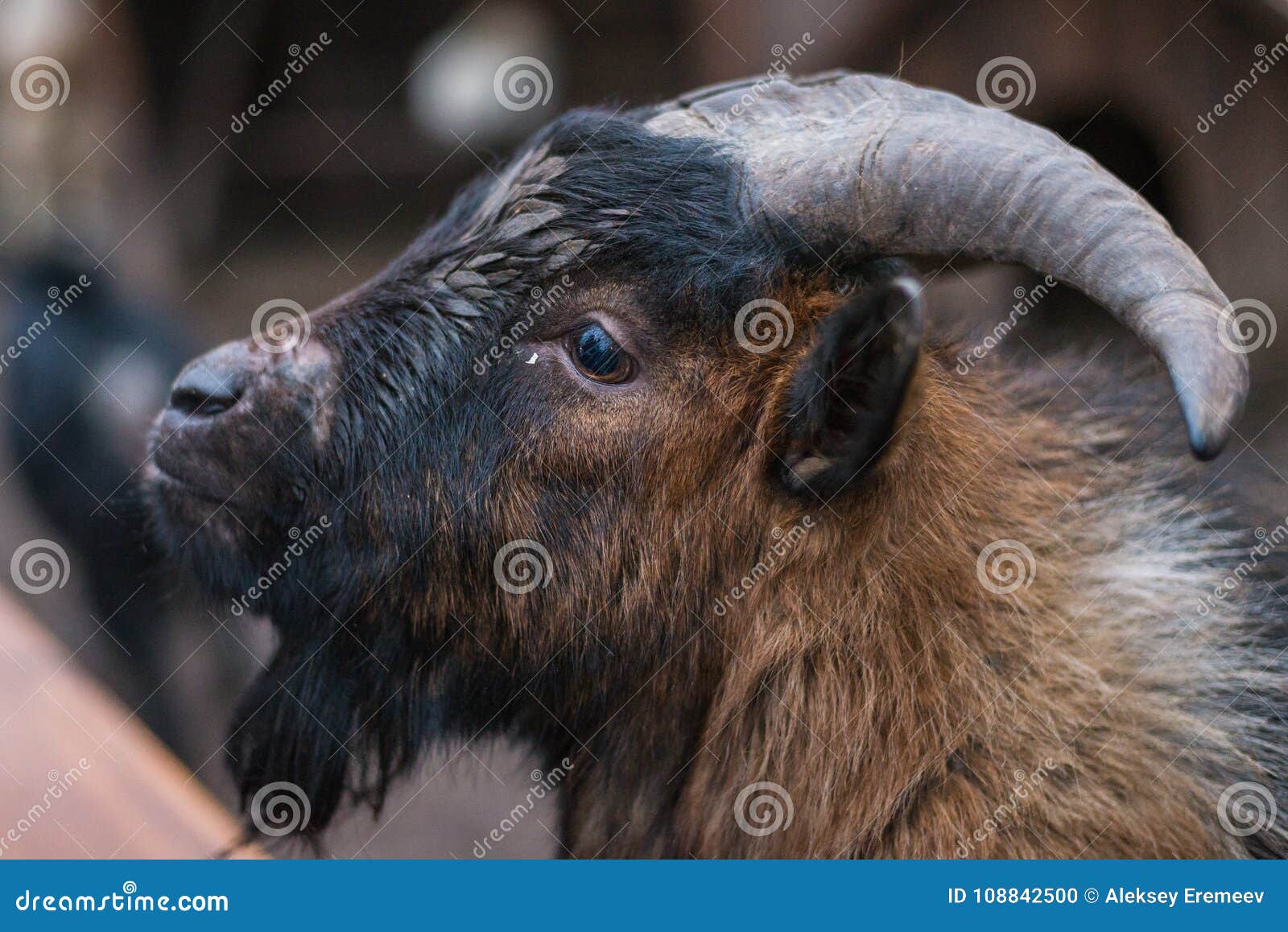 Dark Adult Goat Royalty-Free Stock Image | CartoonDealer.com #108842500