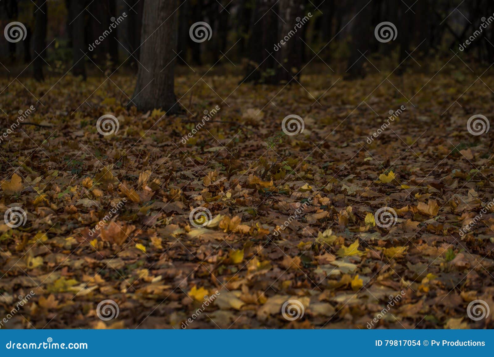 Dark Autumn Forest in the Evening Stock Photo - Image of life, leaf ...
