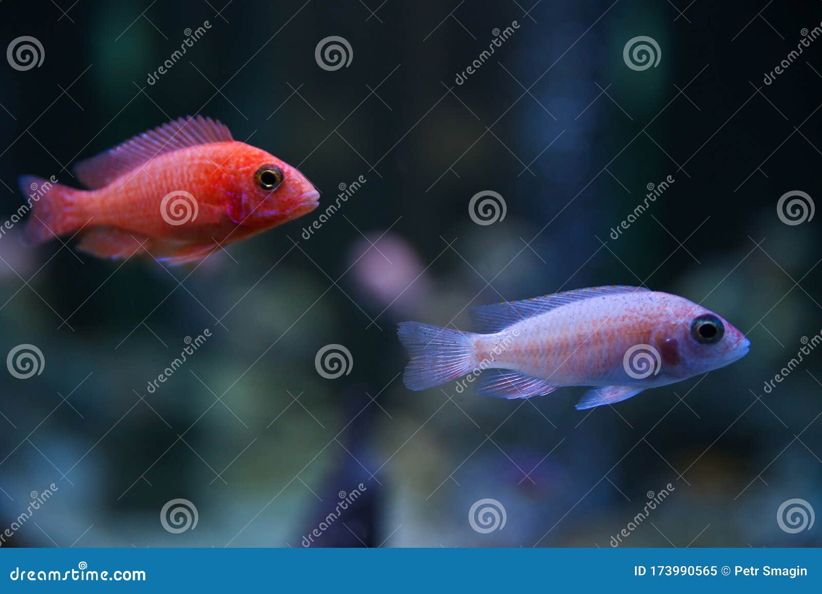 Dark Backdrop with Aquarium Fish Stock Image - Image of backdrop ...