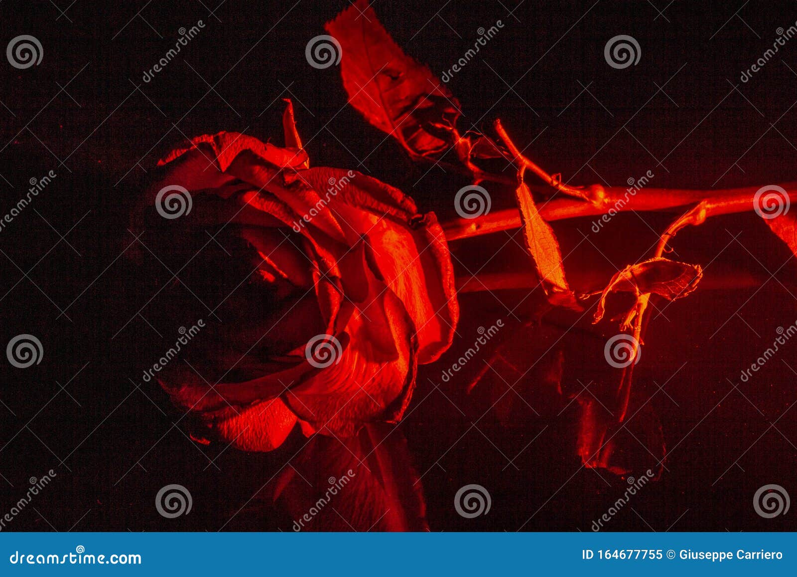 Dark Background with a Red Rose with Illuminated only by a Dim Red ...