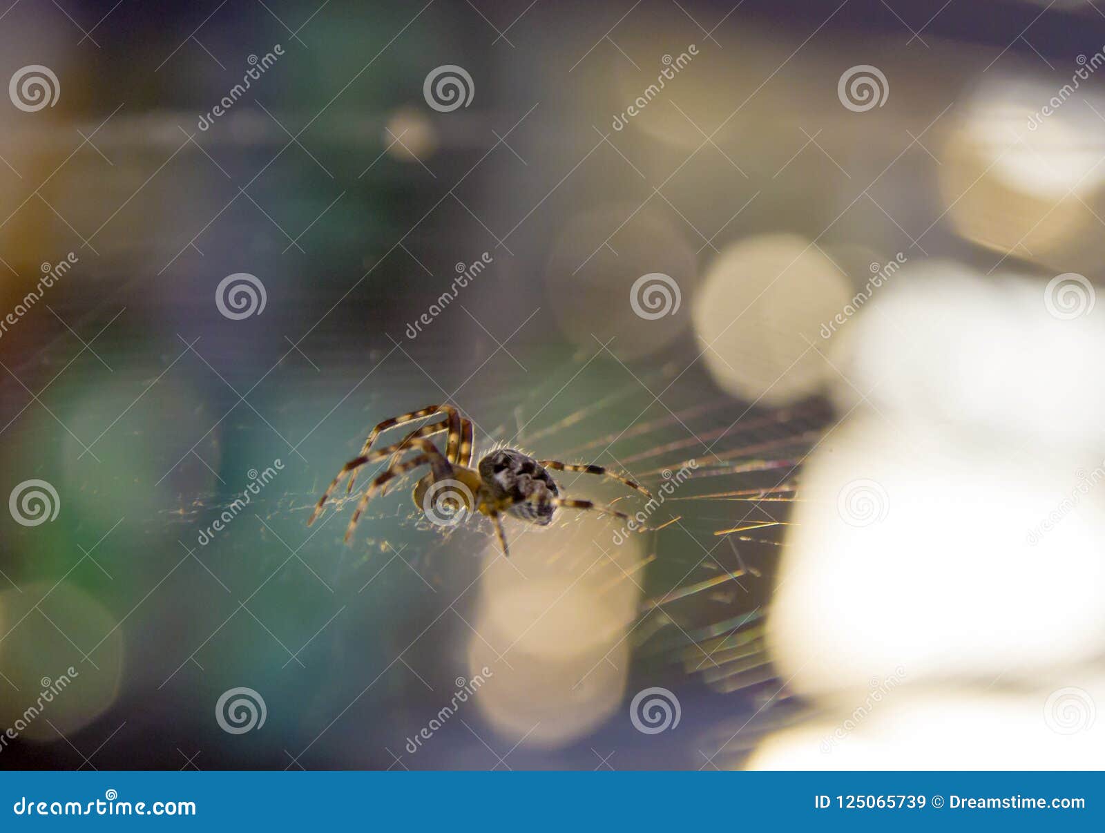 Spider Web In Window Royalty-Free Stock Photography | CartoonDealer.com ...