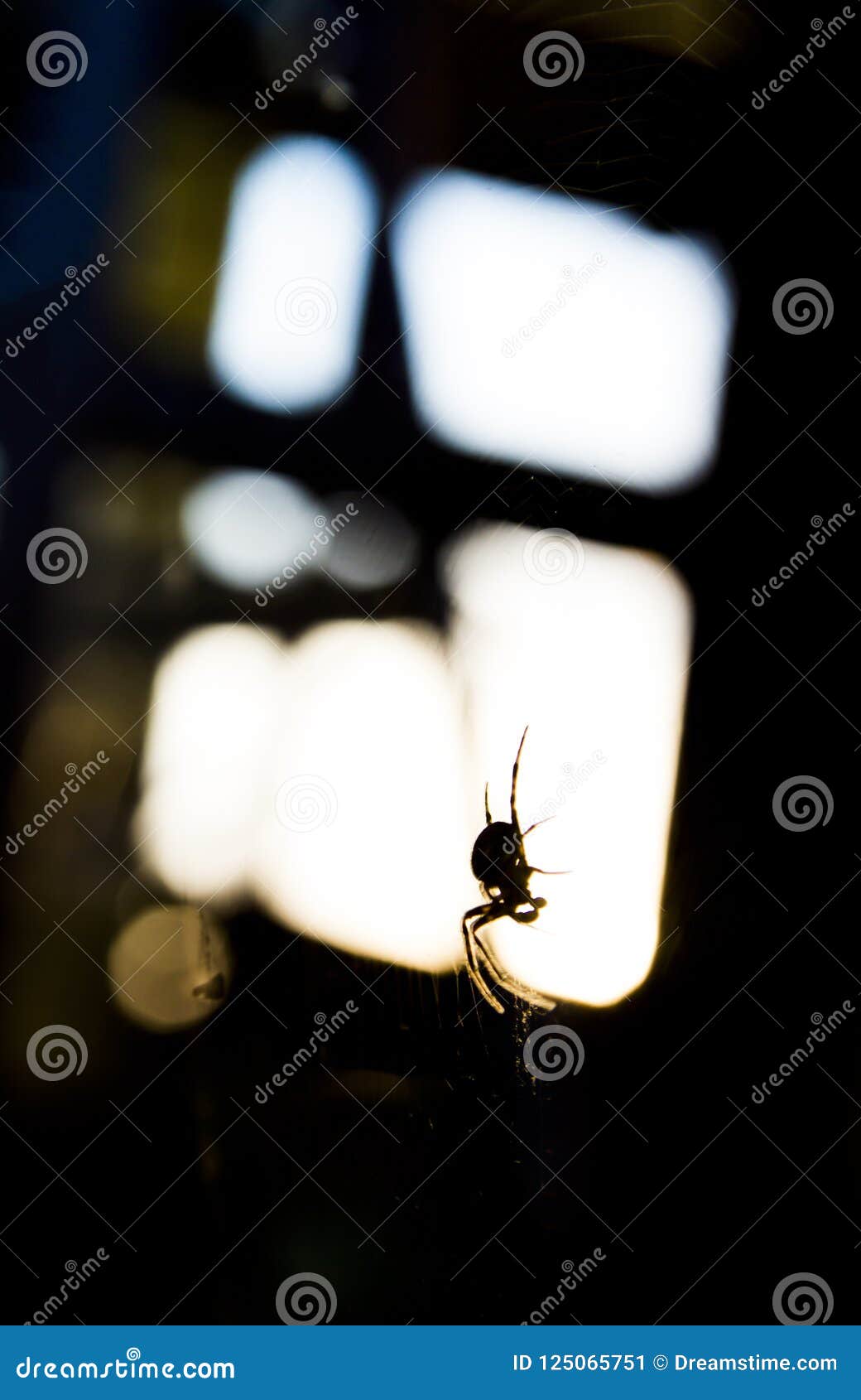 Spider Web In Window Royalty-Free Stock Photography | CartoonDealer.com ...