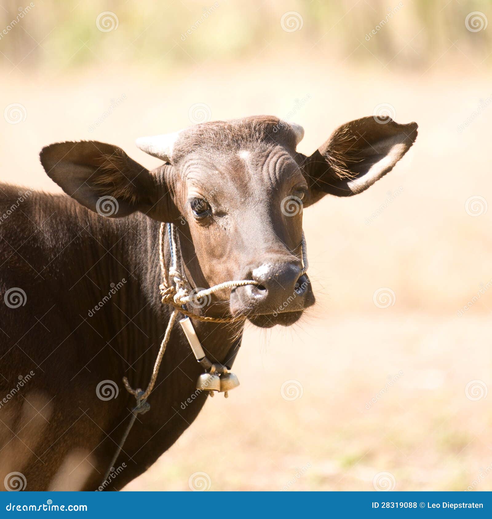 Dark Bali cow stock photo. Image of banteng, java, tembadua - 28319088