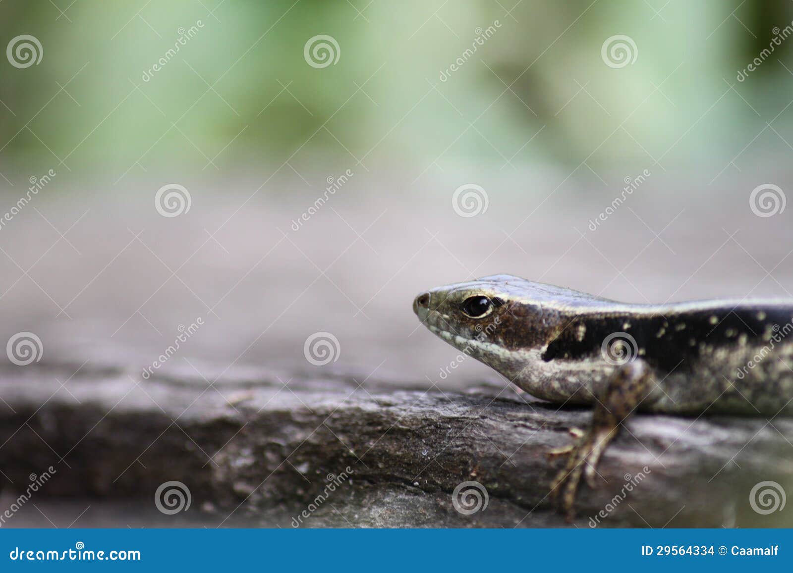 Dark Bar-sided Skink (Eulamprus Martini) in the Wild Stock Photo ...