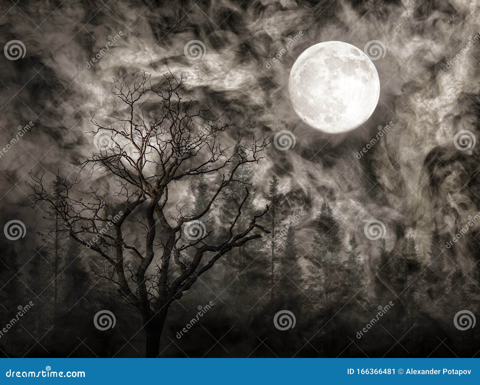 Bare Tree and Fir Forest Under Full Moon at Night Stock Image - Image ...