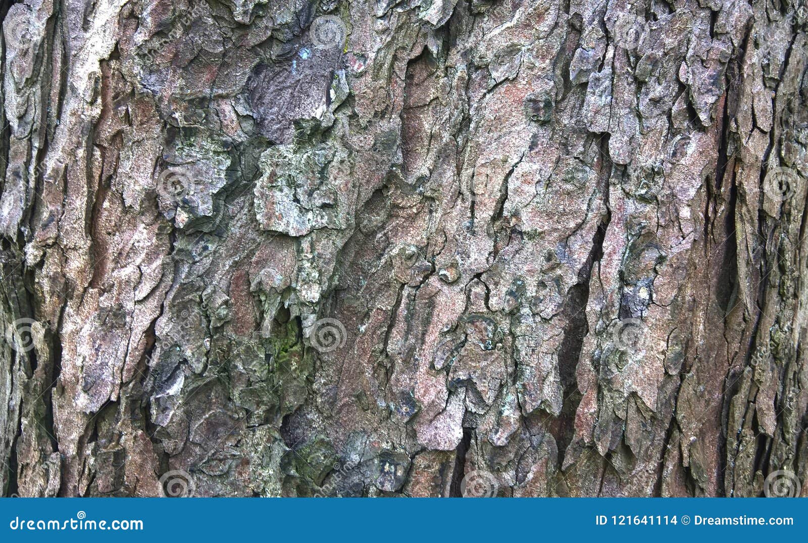Dark bark of old tree stock photo. Image of nature, sunny - 121641114