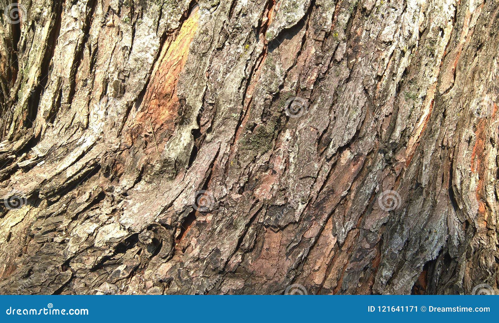 Dark bark of old tree stock image. Image of shabby, background - 121641171