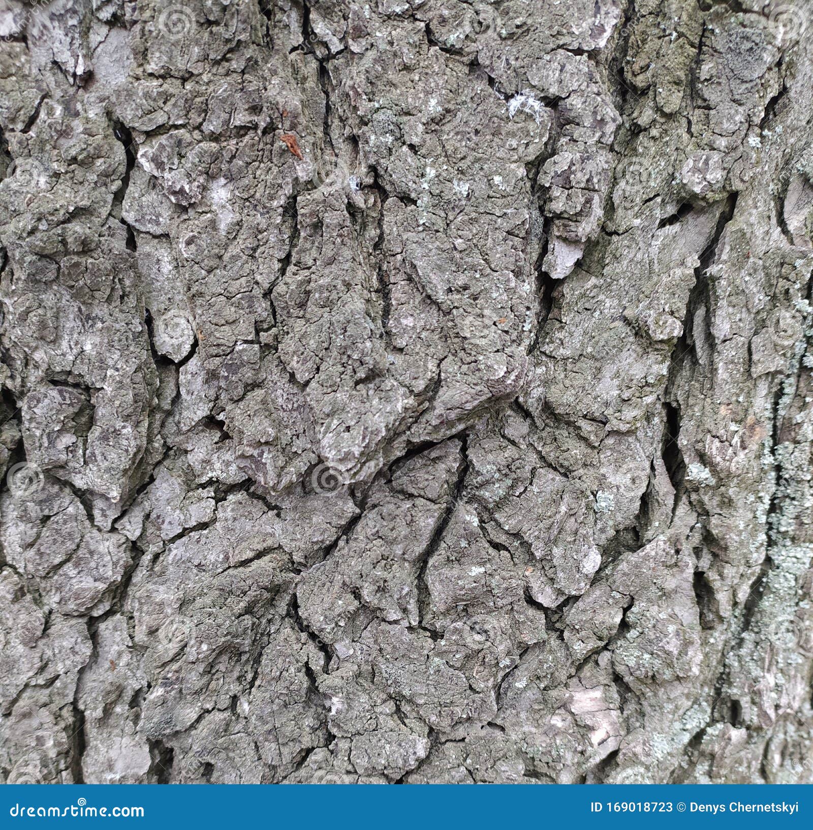 Dark bark texture stock image. Image of organic, bark - 169018723