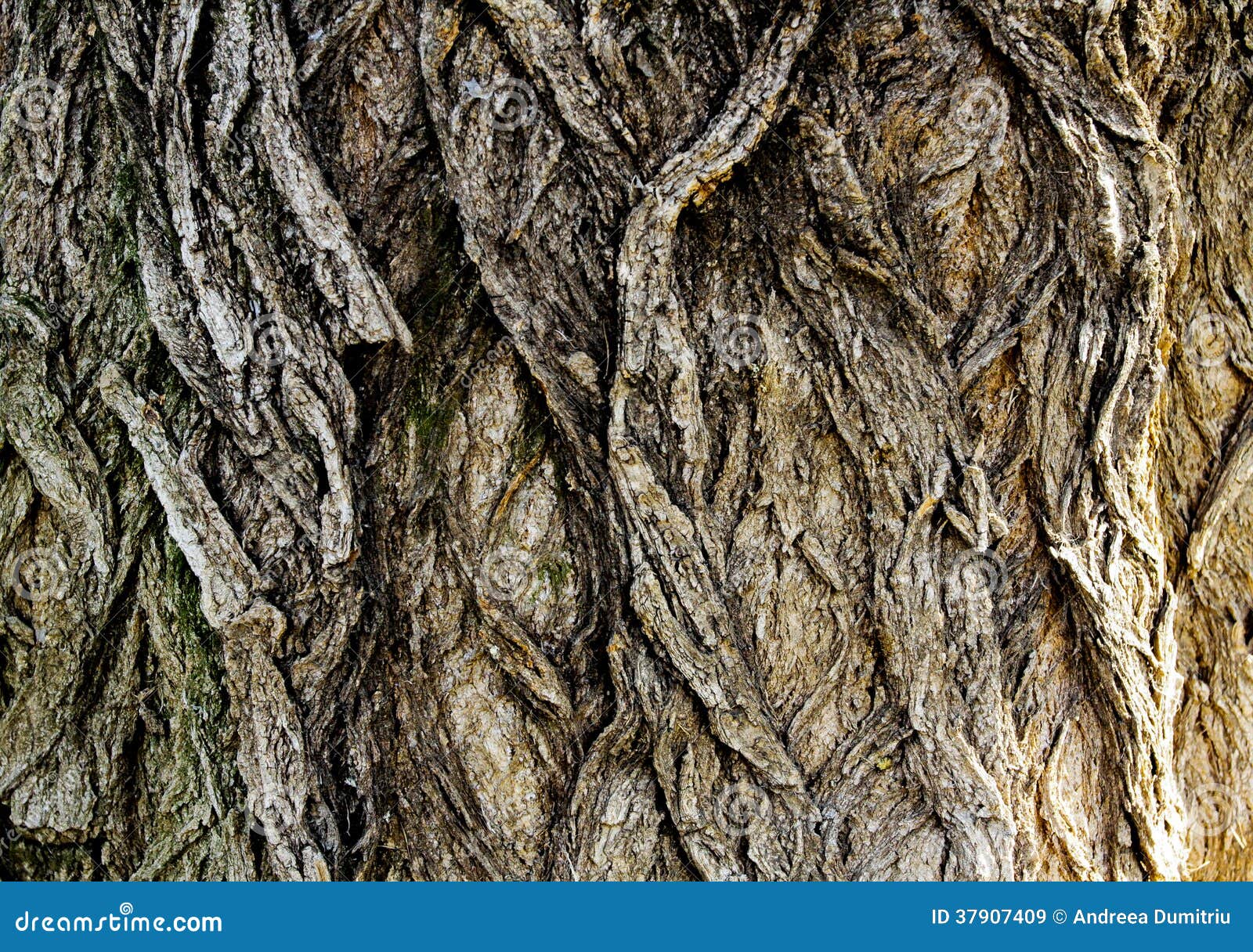 Dark Bark Texture stock image. Image of design, color - 37907409