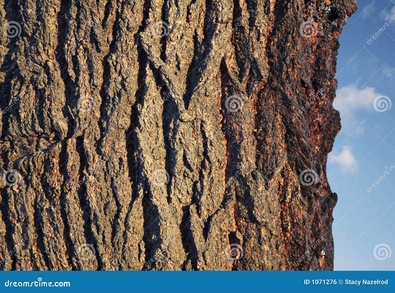 Dark bark on tree stock photo. Image of closeup, wood - 1071276