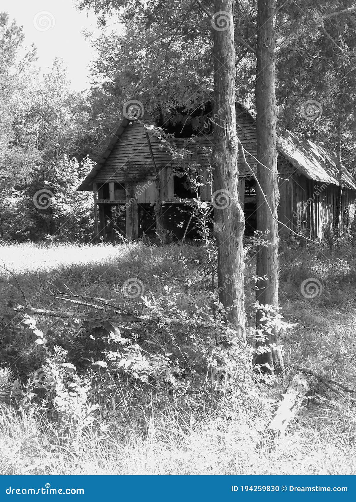Dark barn in the woods stock photo. Image of cottage - 194259830