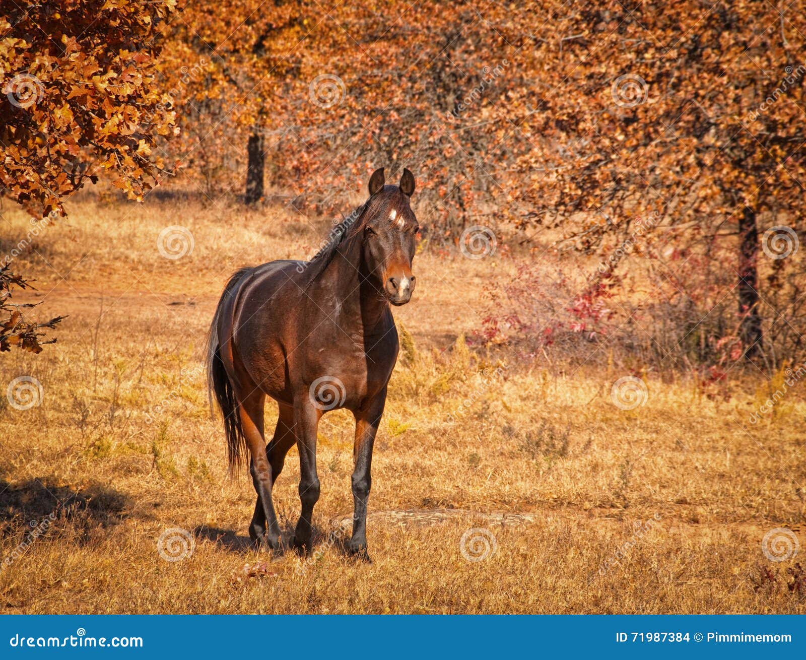 Dark Bay Arabian Horse Walking in Sunny Fall Pasture Stock Photo ...