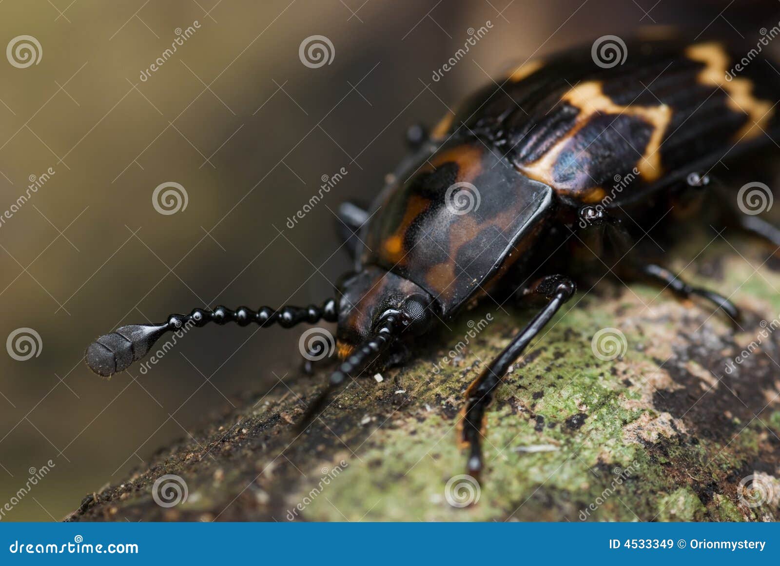 Dark Beetle macro stock image. Image of pattern, outdoor - 4533349