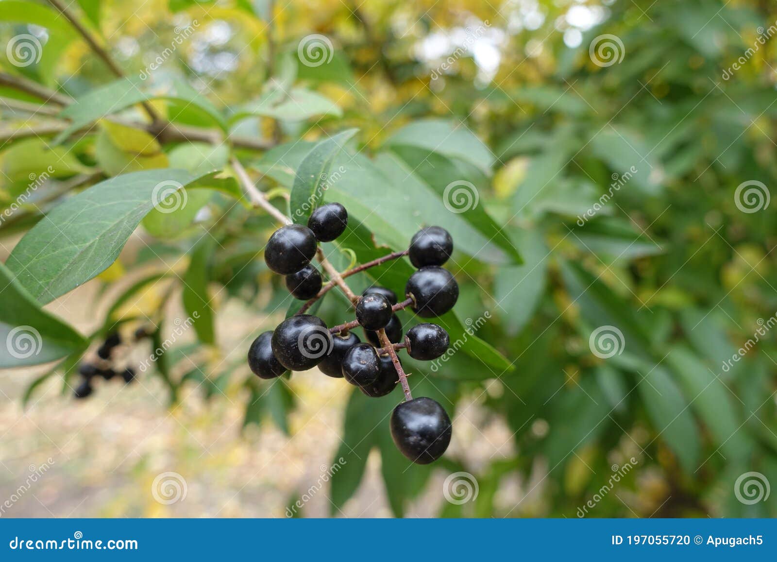 Dark Berries of Common Privet Stock Photo - Image of nature, outdoors ... Dark Berries of Common Privet Stock Photo - Image of nature, outdoors ...