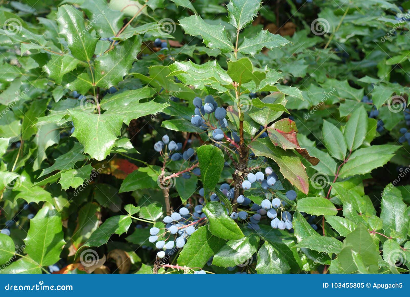 Dark Berries of Oregon Grape Stock Image - Image of holly, black: 103455805