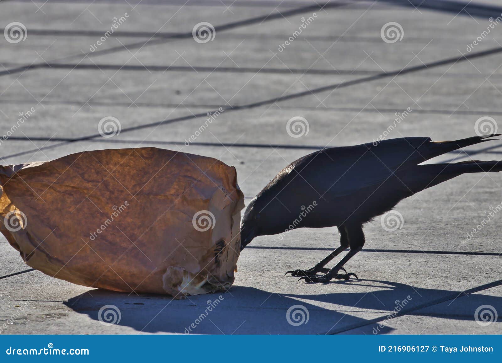 Crow Pecking A Nut. Wildlife Life In Urban Areas Royalty-Free Stock ...