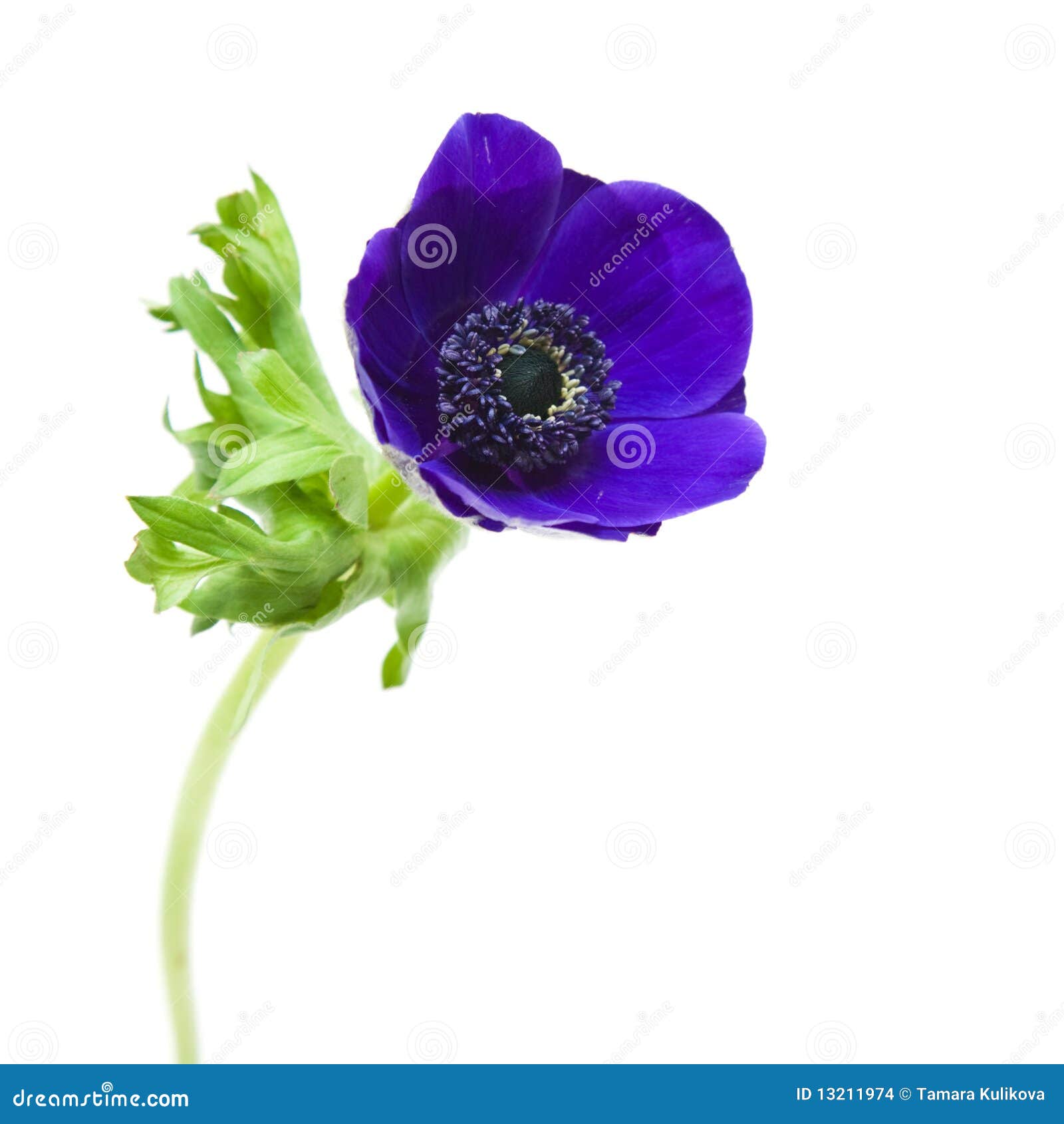 Dark blue Anemone stock photo. Image of anemone, isolated - 13211974