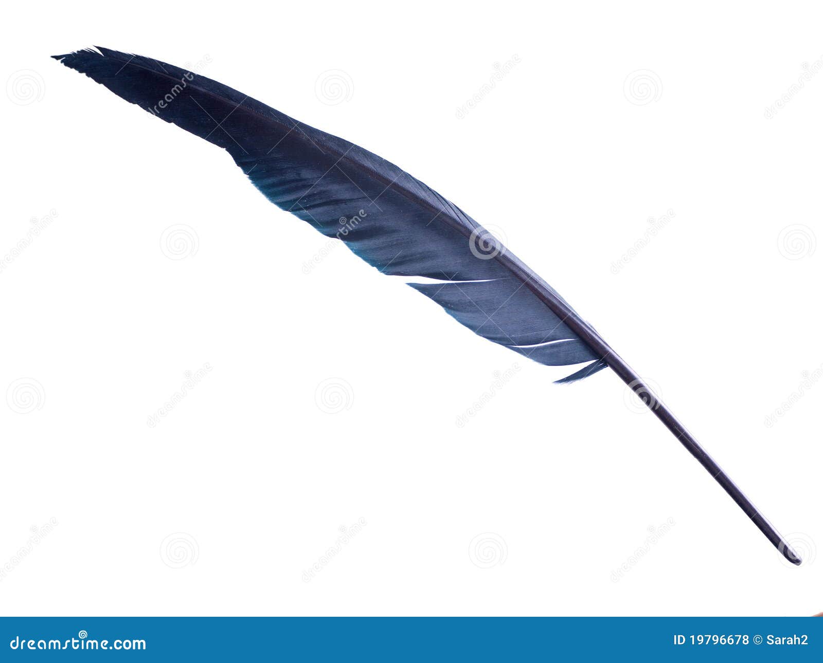 Dark Blue Black Feather Isolated Stock Photo - Image of dark, feather ...