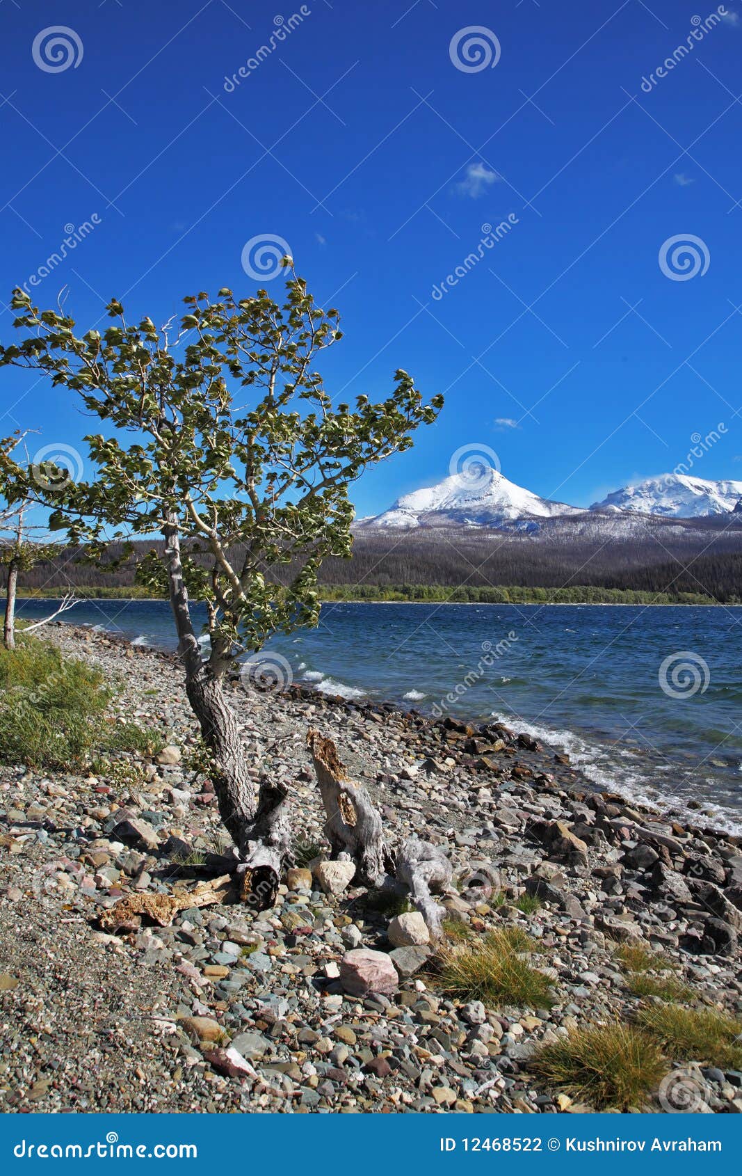 Dark Blue Cold Lake in Canada Stock Photo - Image of silence ...
