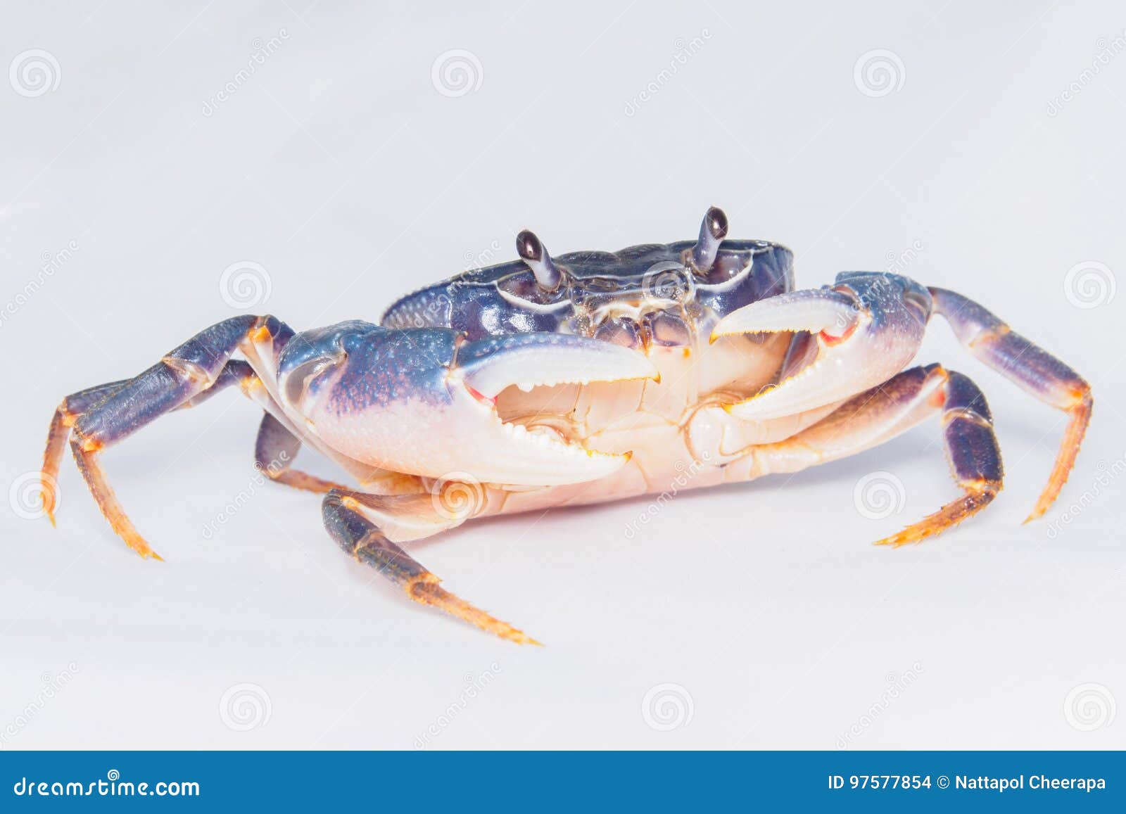 Dark blue crab stock photo. Image of crabs, surface, blue - 97577854