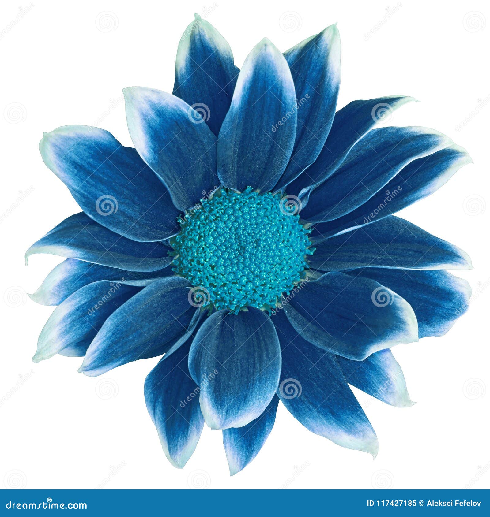 Dark Blue Cyan Flower Isolated on White Background. Close-up Stock ...