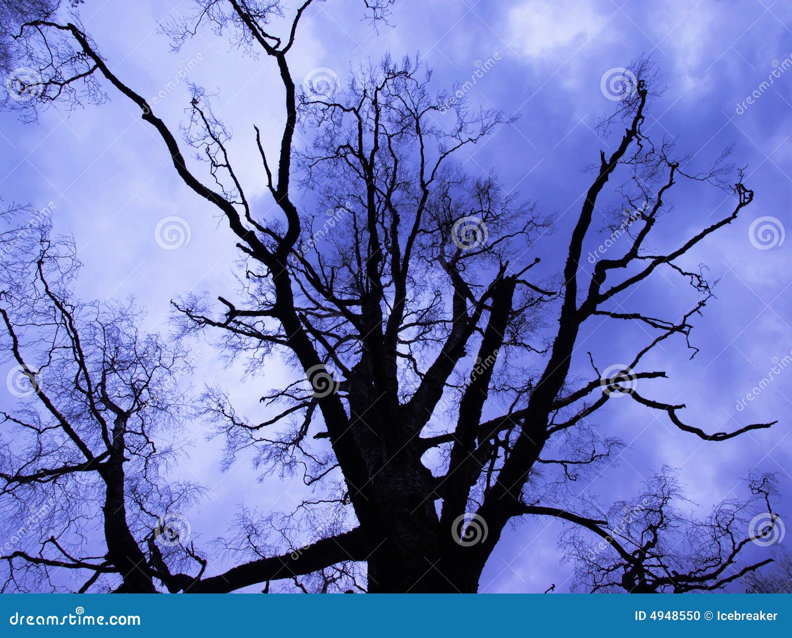 Dark Blue Day Under the Tree Stock Photo - Image of blue, storm: 4948550