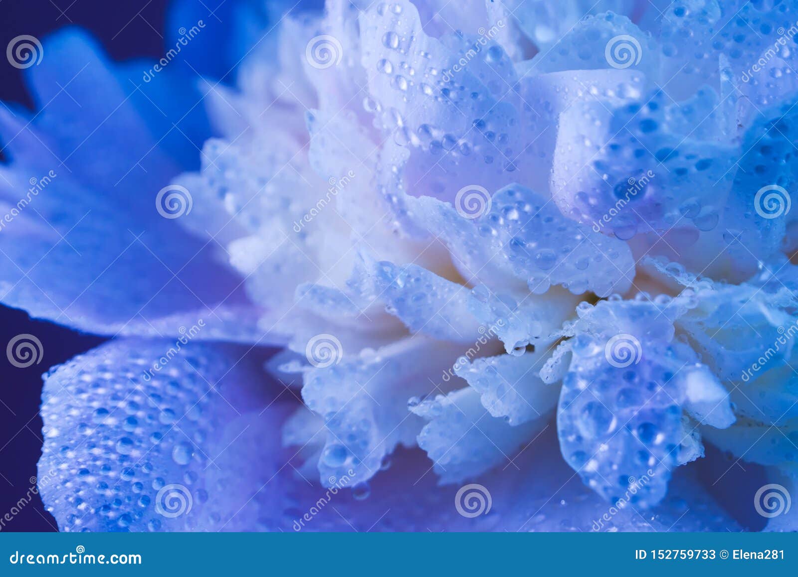 Dark Blue Floral Background. Stock Image - Image of bloom, background ...