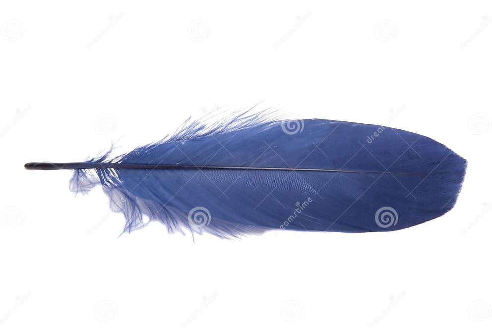 Dark Blue Fluffy Feather Isolated on the White Stock Image - Image of ...