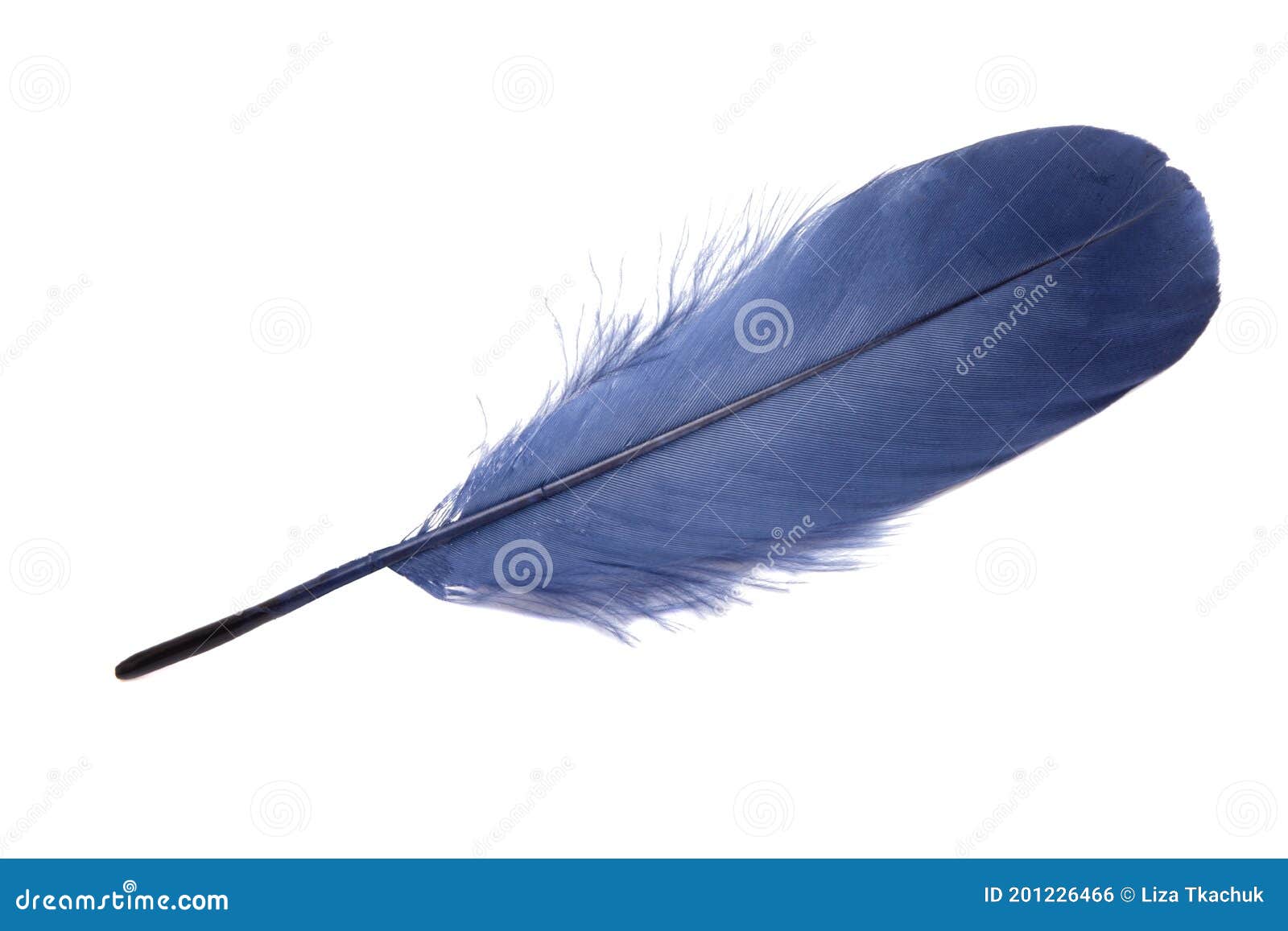 Dark Blue Fluffy Feather Isolated on the White Stock Photo - Image of ...