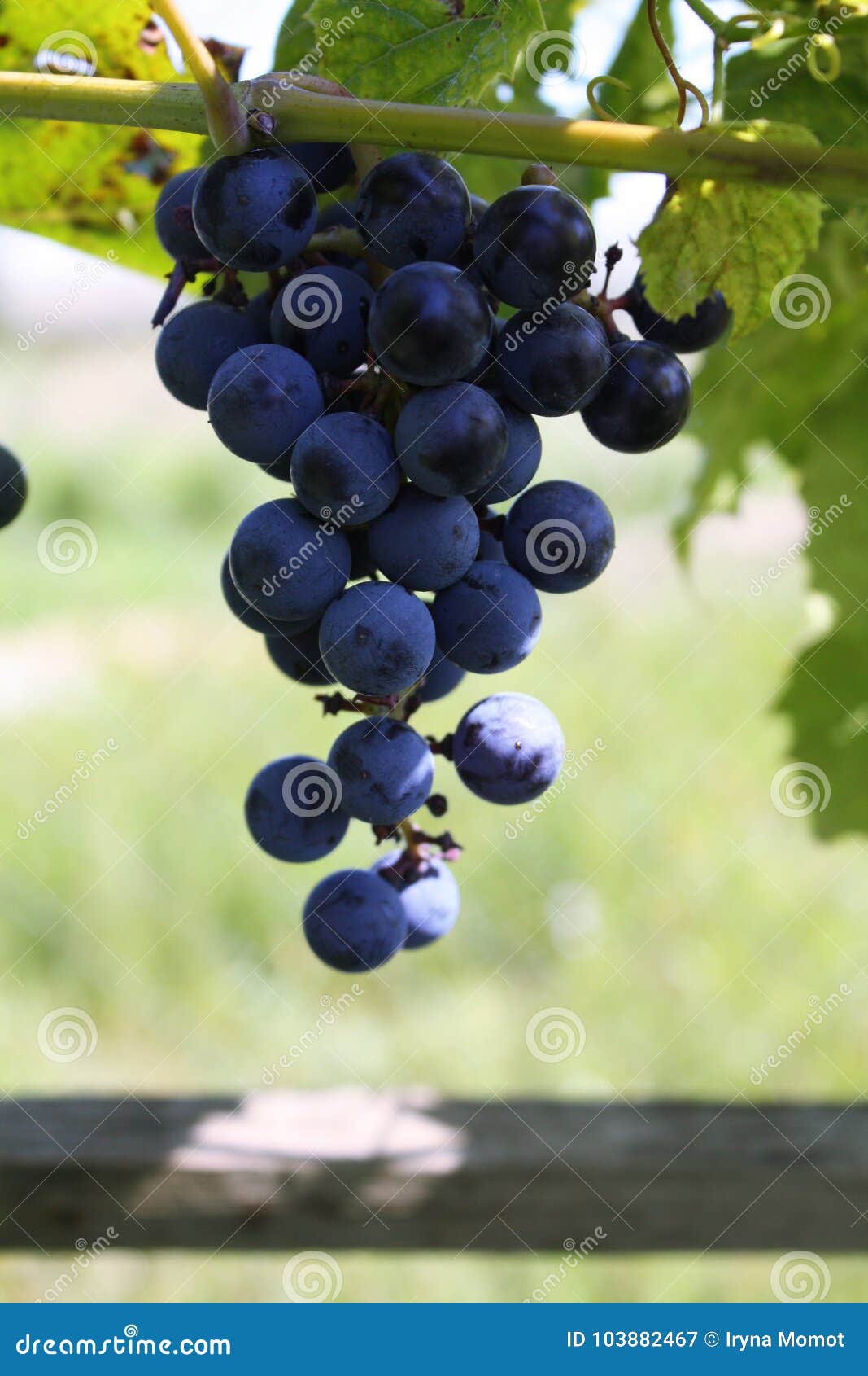 Dark blue grape stock image. Image of wine, green, healthy - 103882467