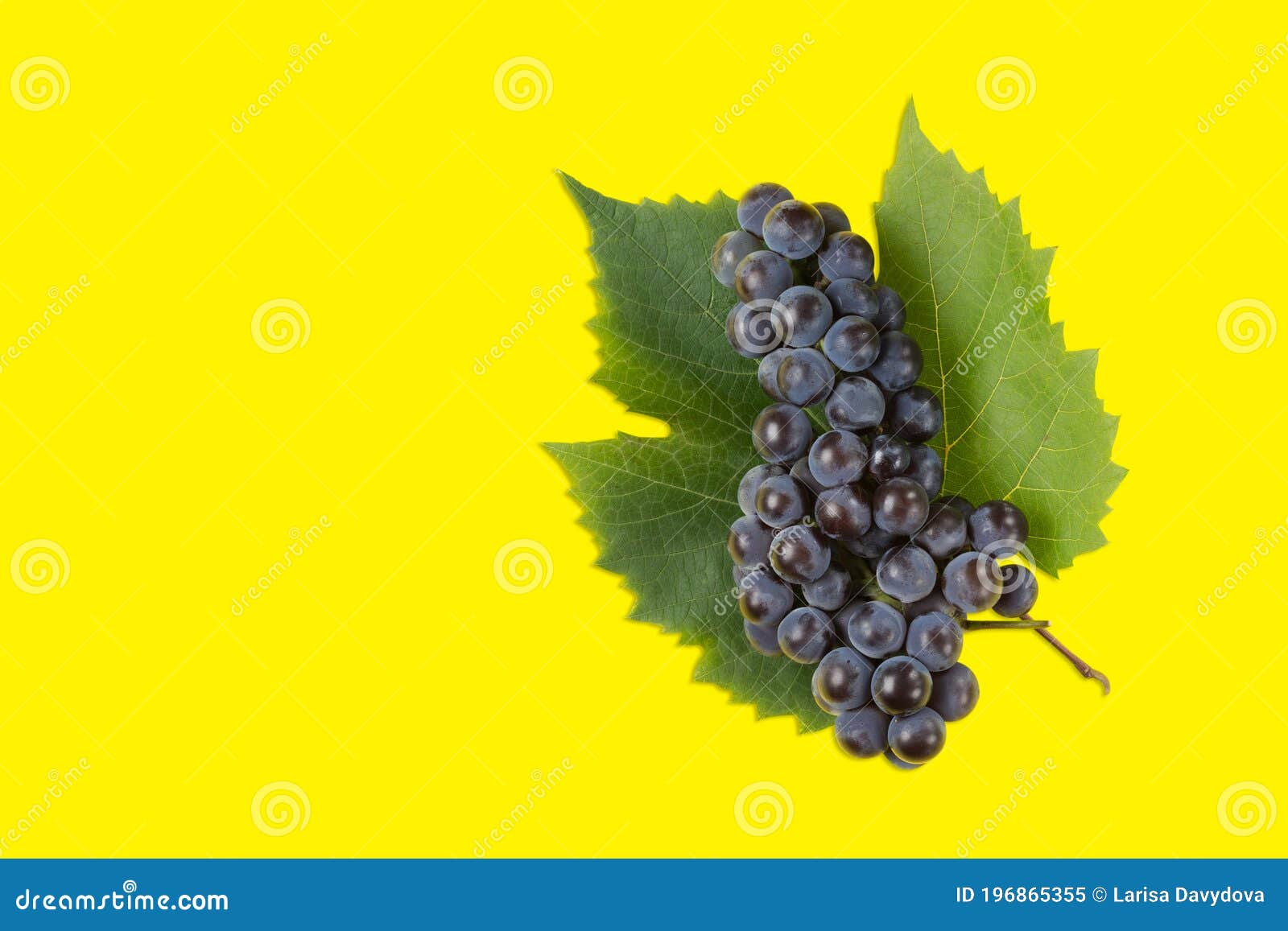 Dark Blue Grape with Green Leaf on Bright Yellow Background Stock Image ...