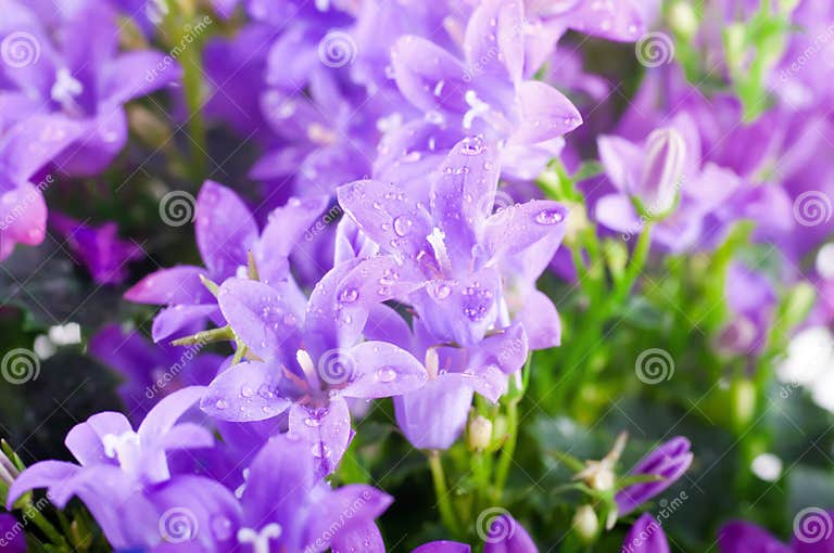 Dark blue hand bells stock photo. Image of beautiful - 24141380