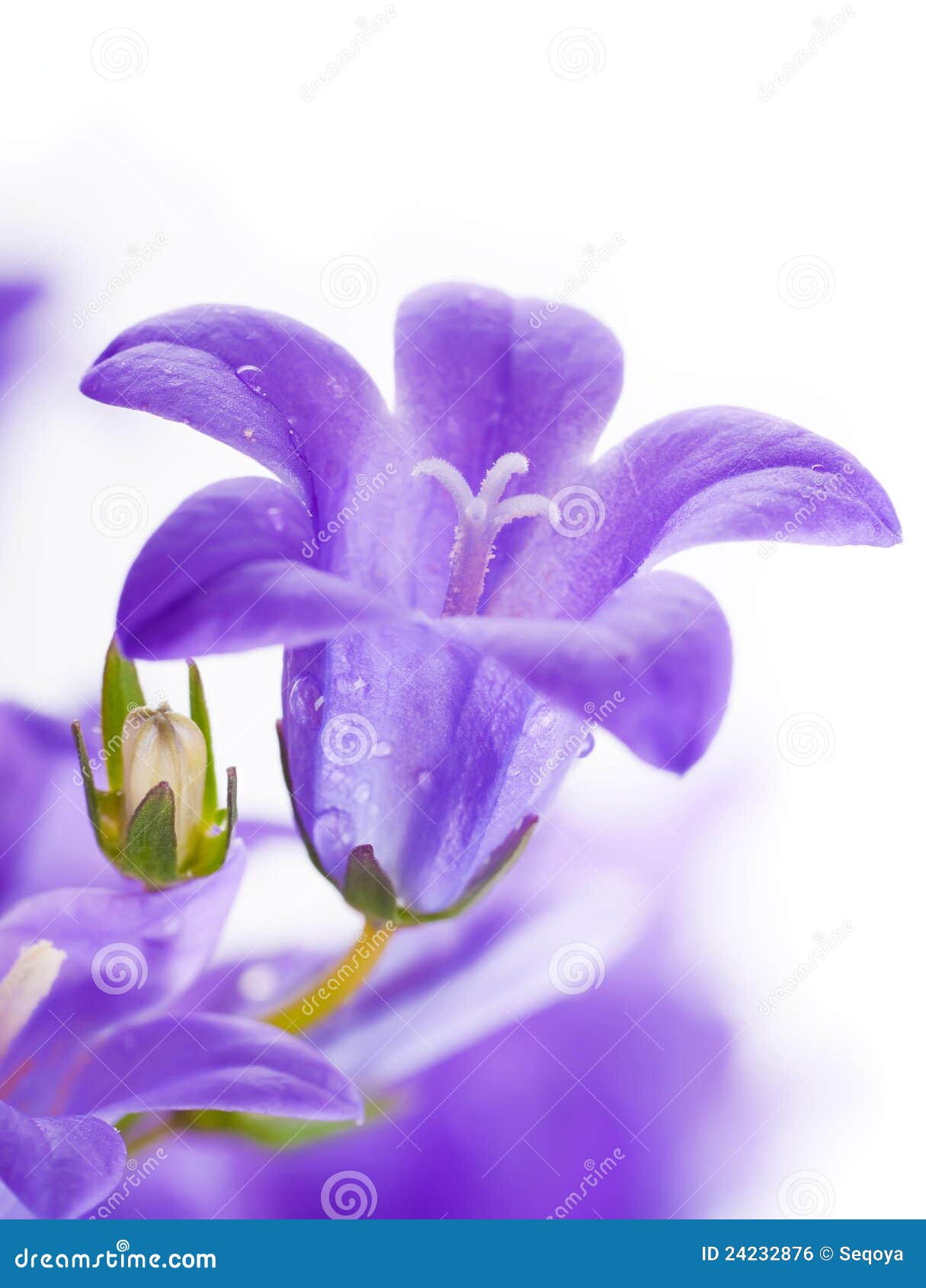 Dark blue hand bells stock photo. Image of field, flora - 24232876