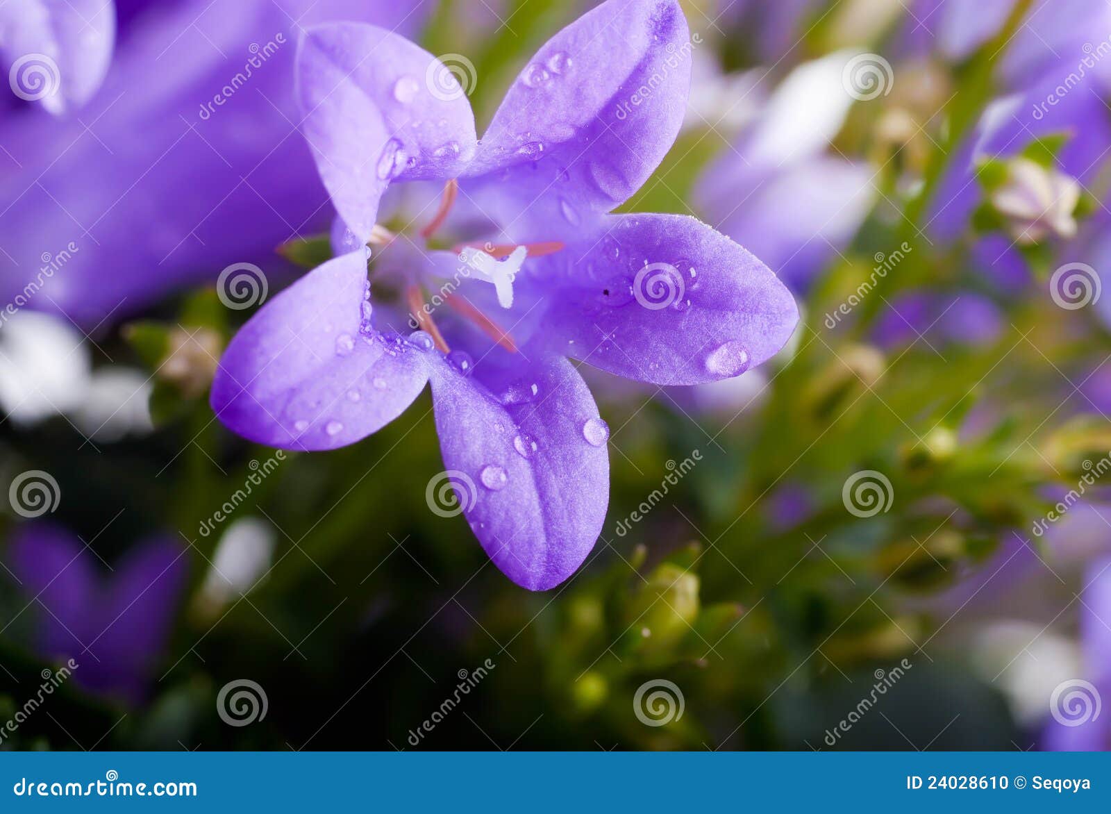 Dark Blue Hand Bells with Dew Drops Stock Photo - Image of bright ...