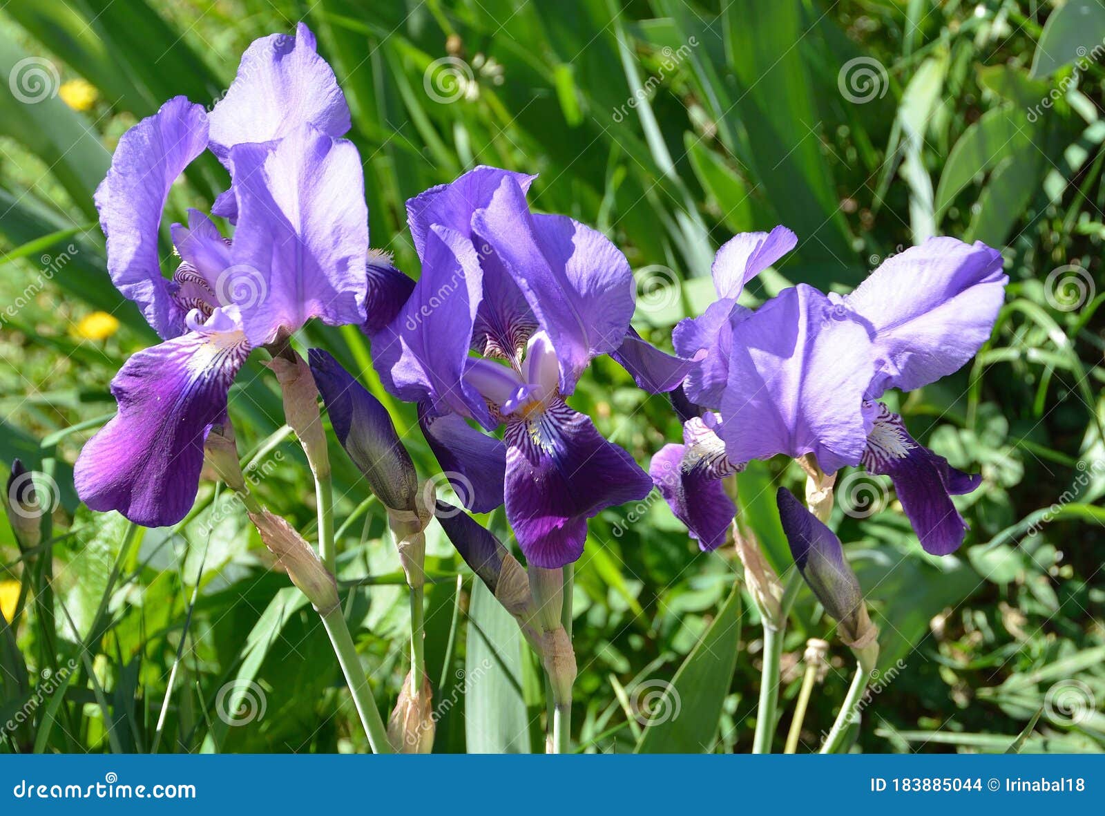 Dark blue iris flower Iris stock photo. Image of leaf - 183885044