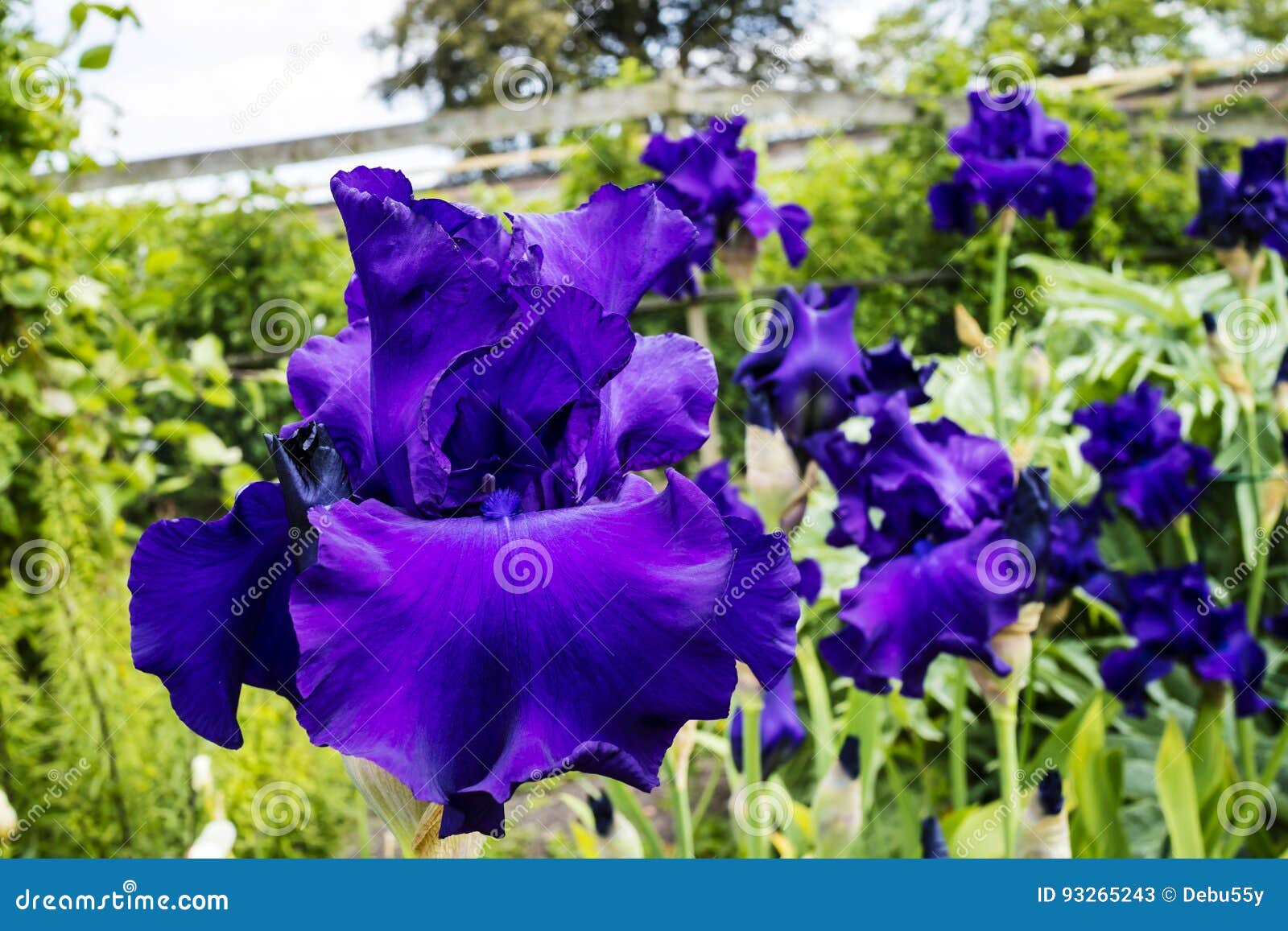 Dark blue iris flower. stock image. Image of iris, head - 93265243
