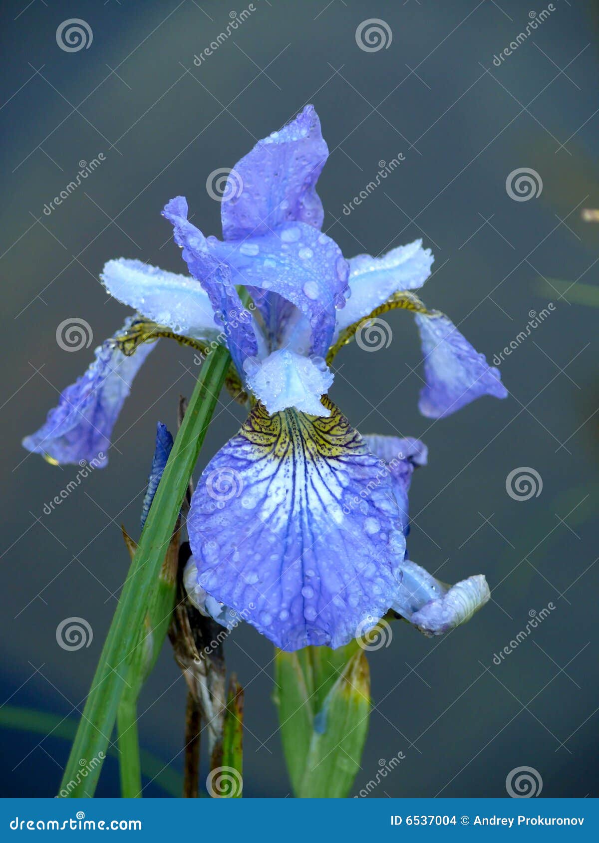 Dark Blue Iris. Flower Petals. Stock Photo - Image of backgrounds ...