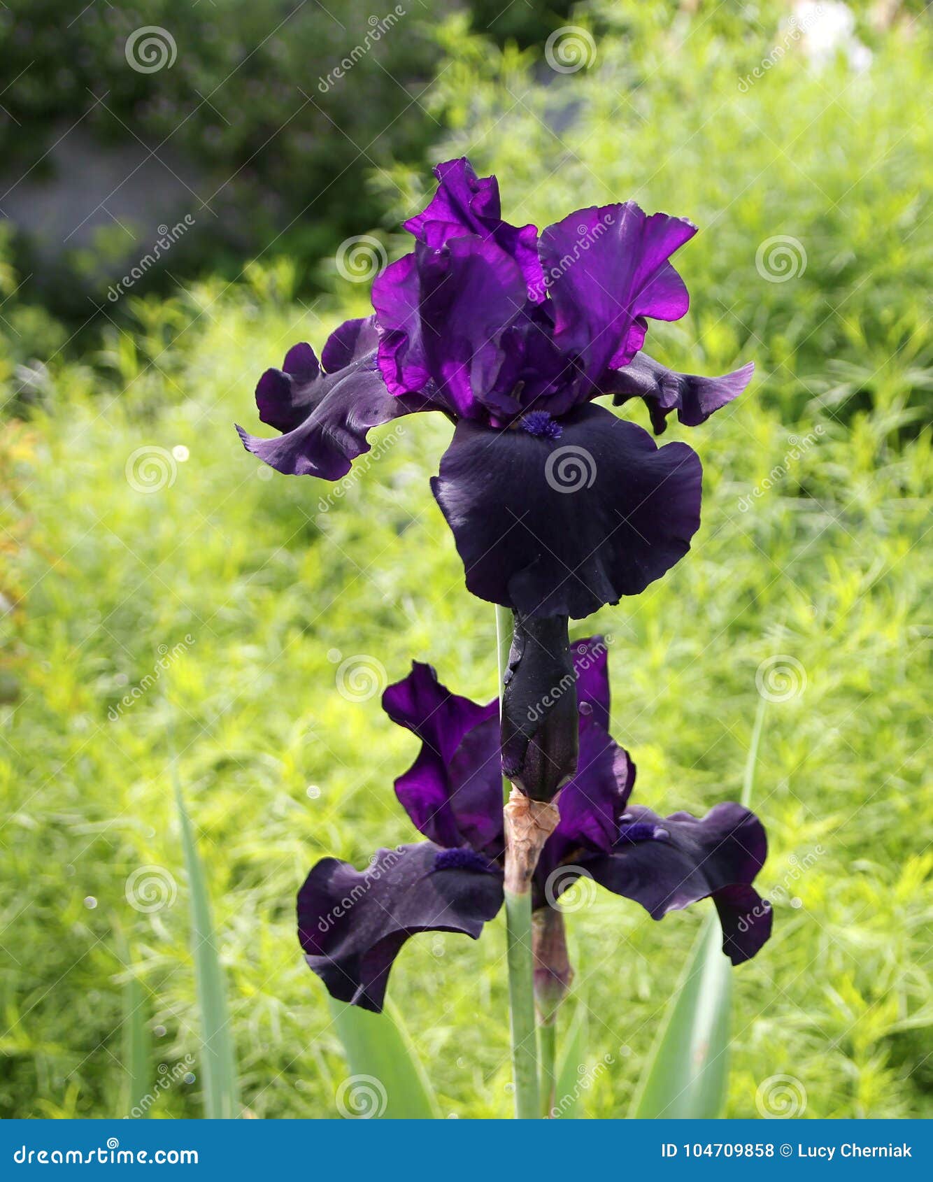 Dark Blue Irises stock photo. Image of iris, flora, garden - 104709858